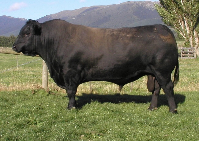 Angus Cattle - Kowai Angus Cattle Stud - Wendon Valley, NZ
